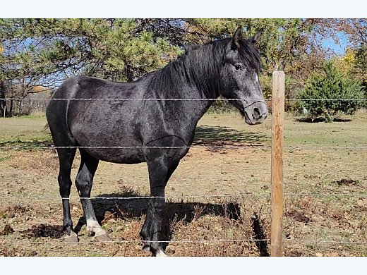 Missouri Fox Trotter Stallion
