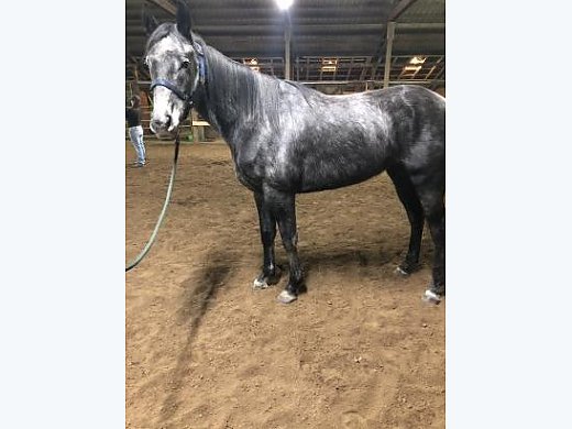 Grey Appendix Mare