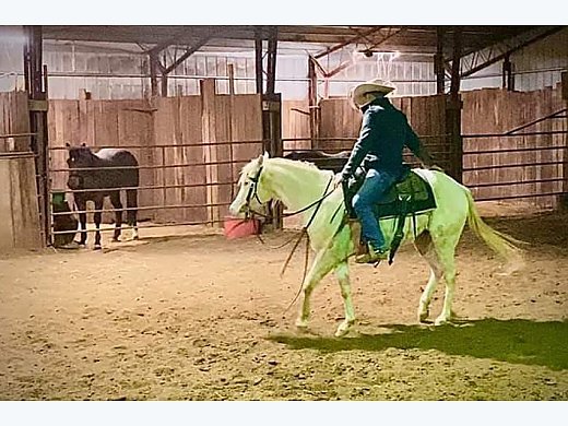 One Of a Kind QH Gelding