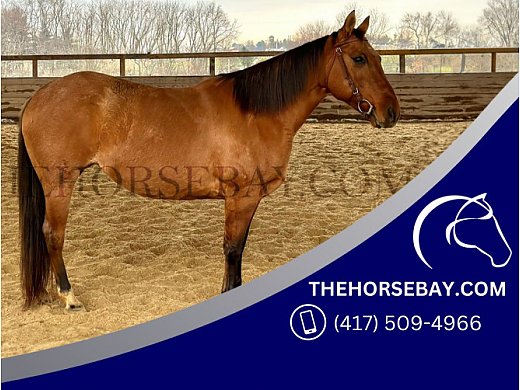 Quarter Horse Trail Safe Mare