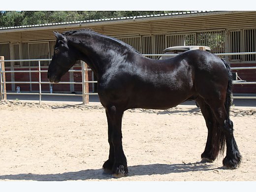 Danny F/T Friesian Connection