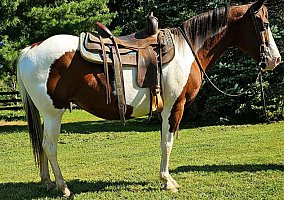 Beautiful Paint Mare