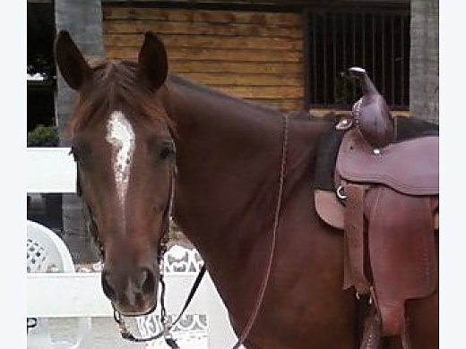 Bomb Proofe Trail Horse AQHA