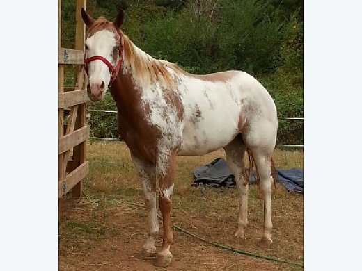 Paint Gelding for Sale